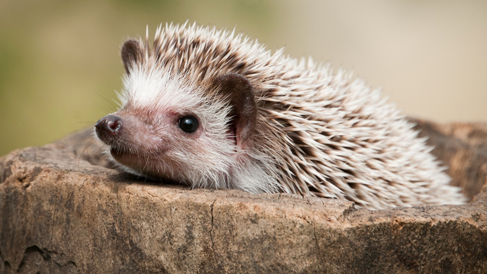 Chinese Animals With Very Literal Names