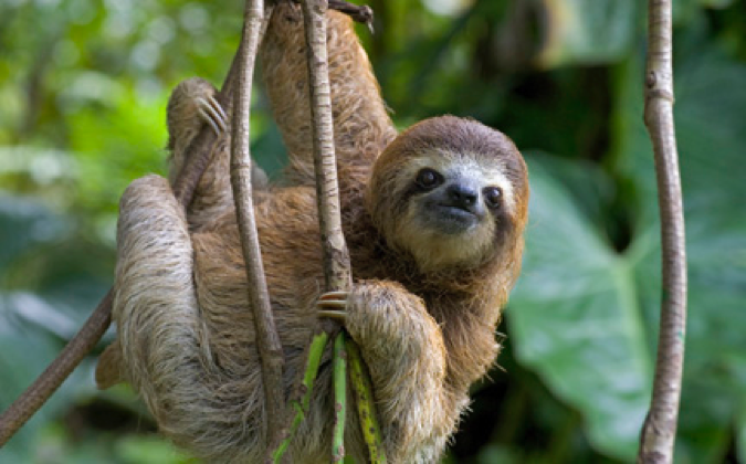 Chinese Animals With Very Literal Names